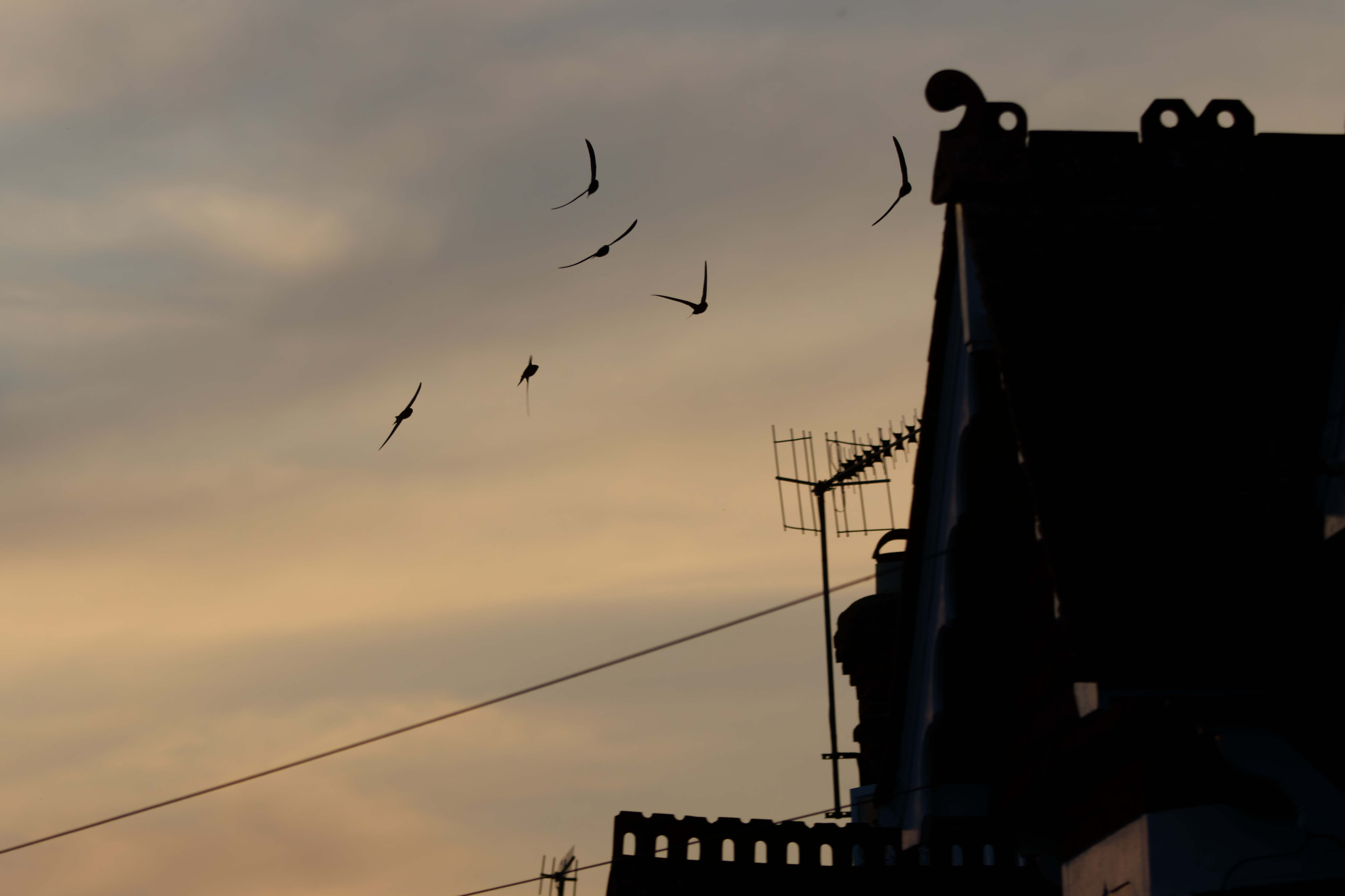 Residents invited to take “Swift” action to bolster declining bird ...